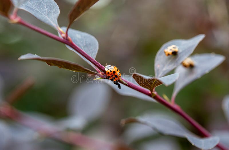 Twelve-spotted Ladybug on a Bush Leaf Stock Photo - Image of outdoor ...