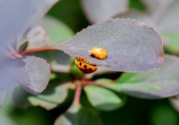 Twelve-spotted Ladybug on a Bush Leaf Stock Photo - Image of detail ...