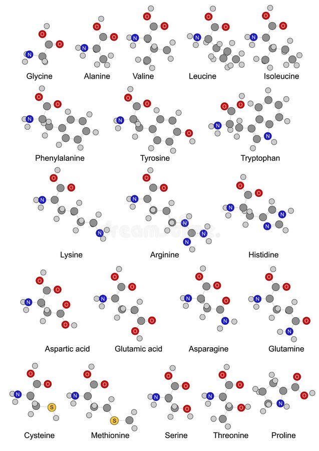 The 22 Standard Amino Acids - Chemical Structures Stock Vector ...