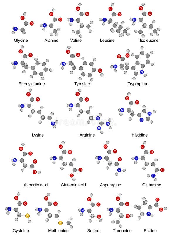 The Twenty Basic Amino Acids. Illustration Stock Vector - Illustration ...