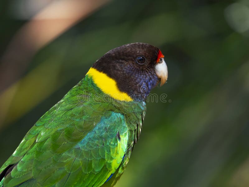 Australian Ringneck or Twenty-Eight Parrot Stock Photo - Image of ...