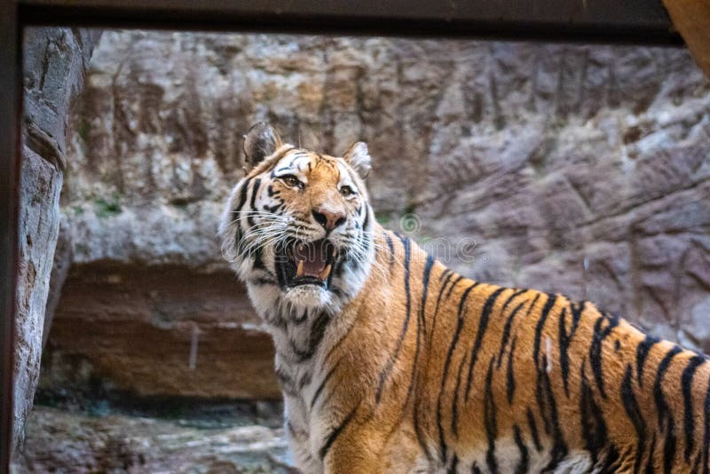 Facebook Uva Mascot Stock Photos - Free & Royalty-Free Stock Photos ...