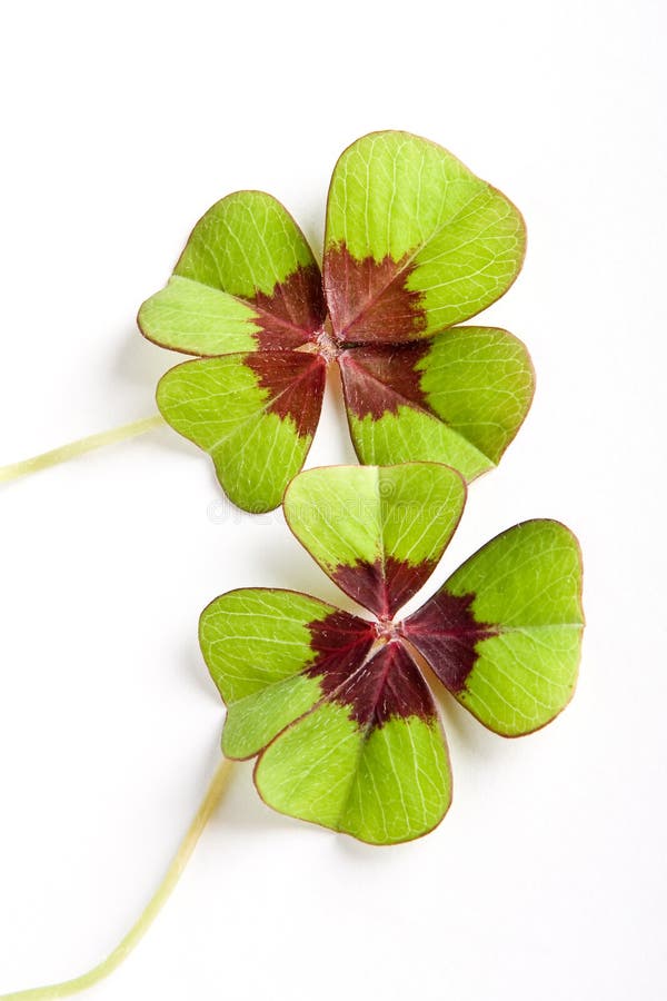 Lucky clover stock image. Image of shamrock, leaf, wishes - 59215
