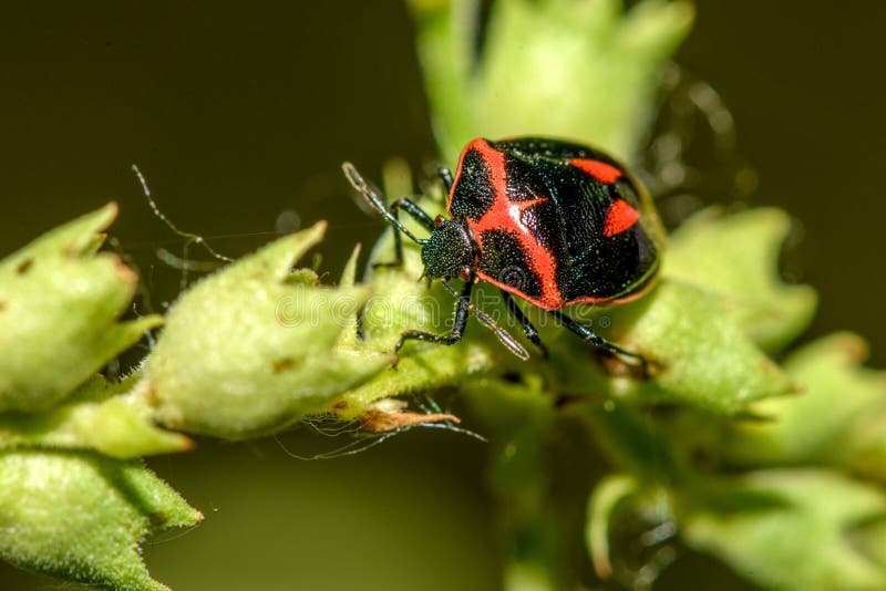 Twice-Stabbed Stink Bug or Wee Harlequin Cosmopepla Bimaculata Stock ...