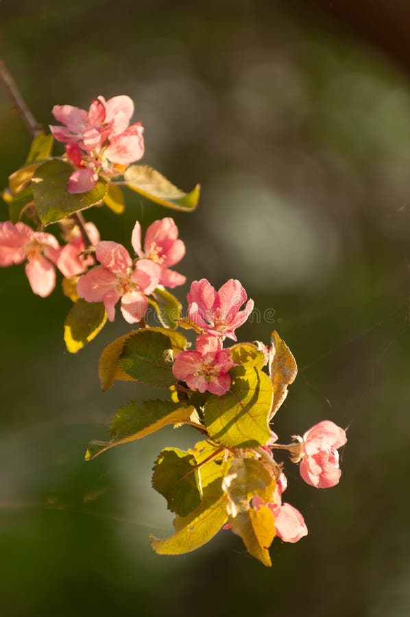 Twig Apple Tree Blossoms in the Sunshine Stock Image - Image of season ...