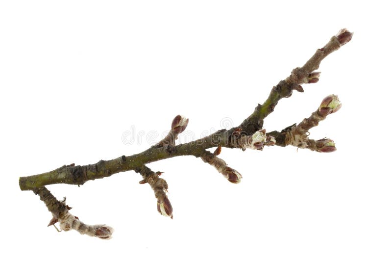 Twig of Apple Tree with Buds Stock Image - Image of macro, isolated ...