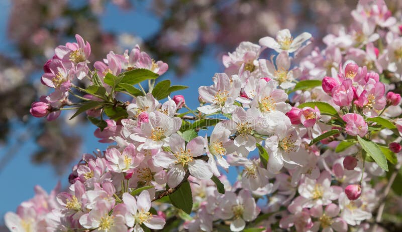 Twig of an Apple Tree Full Bloom Stock Image - Image of vertical, tree ...