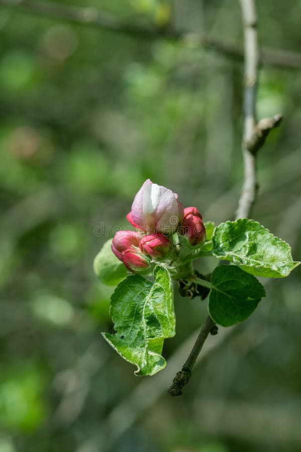 Twig of an Apple Tree (Malus Domestica). Stock Image - Image of pink ...