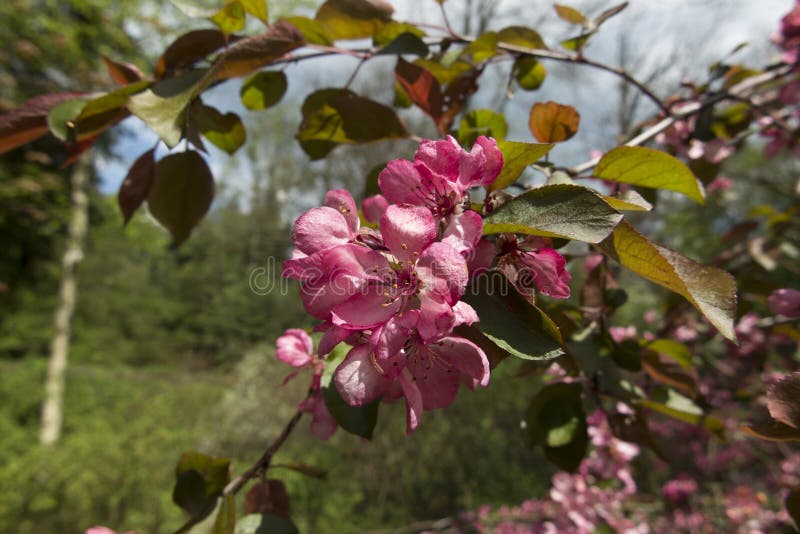 Twig of an Apple Tree with a Pink Flower Stock Photo - Image of twig ...