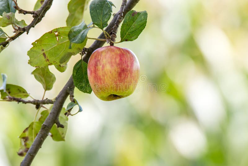 Apple on a twig stock photo. Image of nature, freshness - 99059378