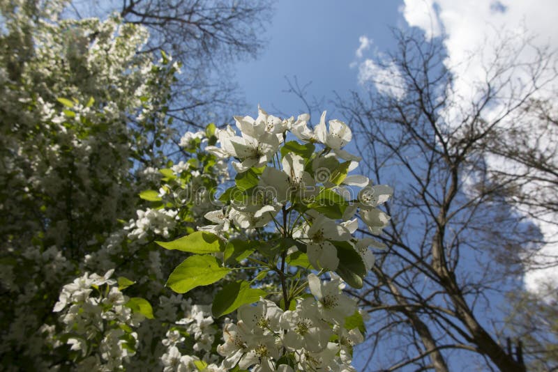 Twig of an Apple Tree with a White Flower Stock Photo - Image of warmth ...