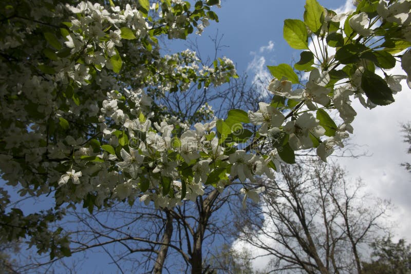 Twig of an Apple Tree with a White Flower Stock Image - Image of green ...