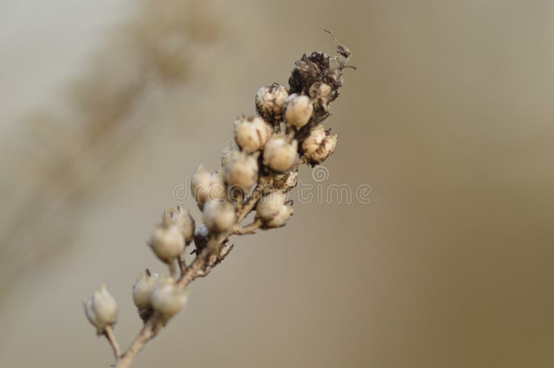 Twig with seeds stock photo. Image of garden, natuur - 98431216
