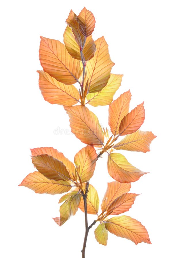 Twig beech tree in spring stock image. Image of environment - 40124015