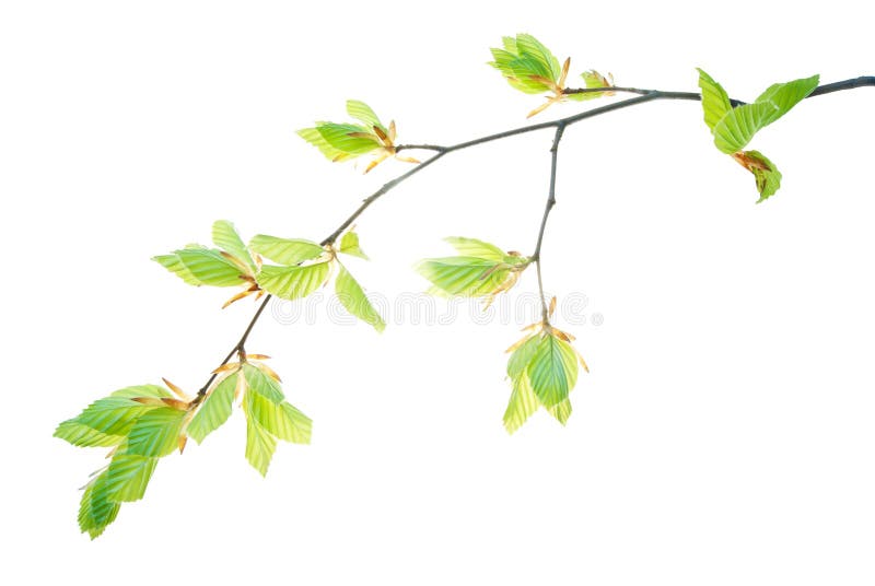 Twig-of-beech-tree-with-translucent-young-leaves-isolated-on-white ...