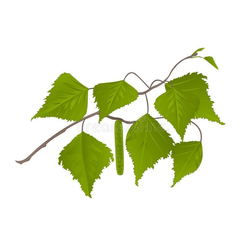 Twig Birch with Catkins Vector Stock Vector - Illustration of plant ...