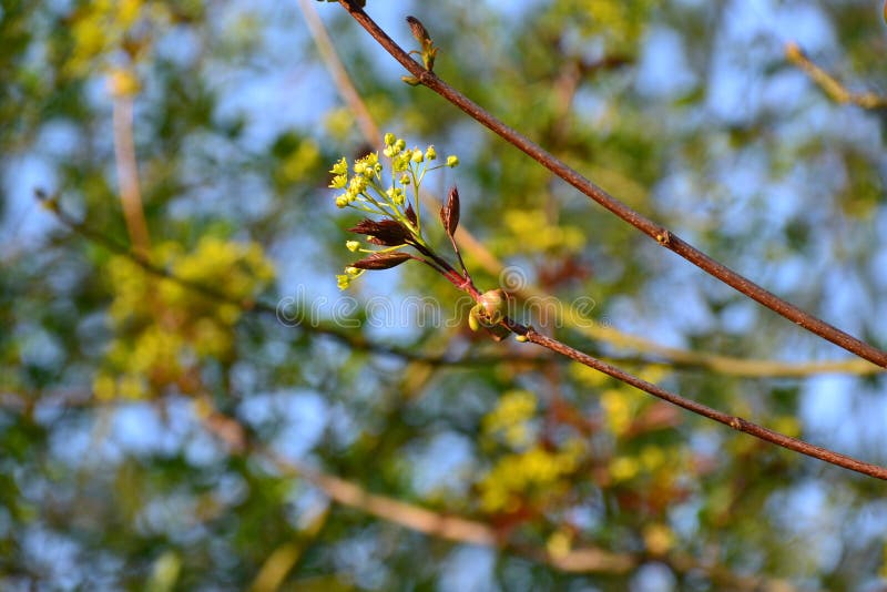Twig in Bloom - Spring Time Stock Image - Image of background, season ...