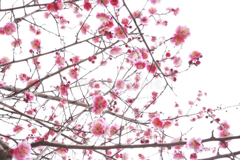 Twig of Blooming Plum Tree with Pink Flowers Stock Photo - Image of ...