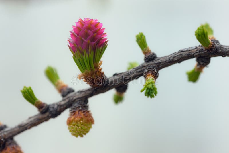 Twig blossoming larch stock image. Image of cone, nature - 111689949