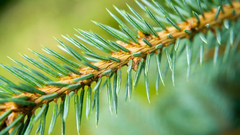 Spruce twig stock photo. Image of hacking, boughs, natural - 34784806