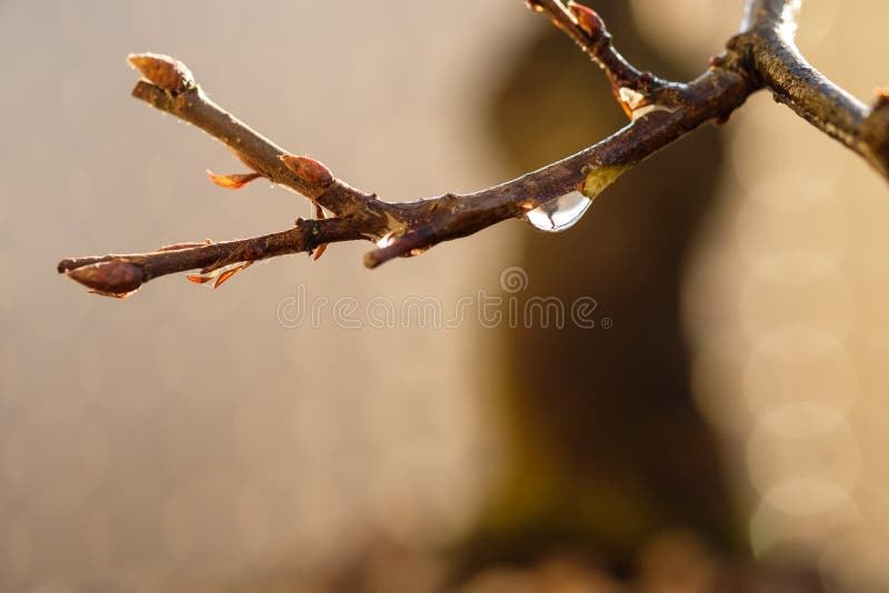Twig with Bud and Water Drop Stock Image - Image of plant, closeup ...