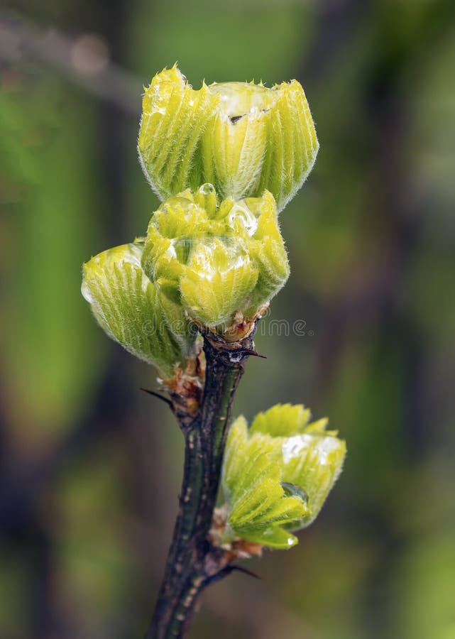 A Twig with Buds in a Hedge Close-up Stock Photo - Image of shrub ...