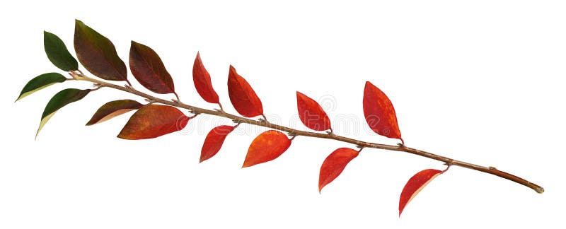 Twig of Colorful Autumn Leaves Stock Photo - Image of sprig, texture ...
