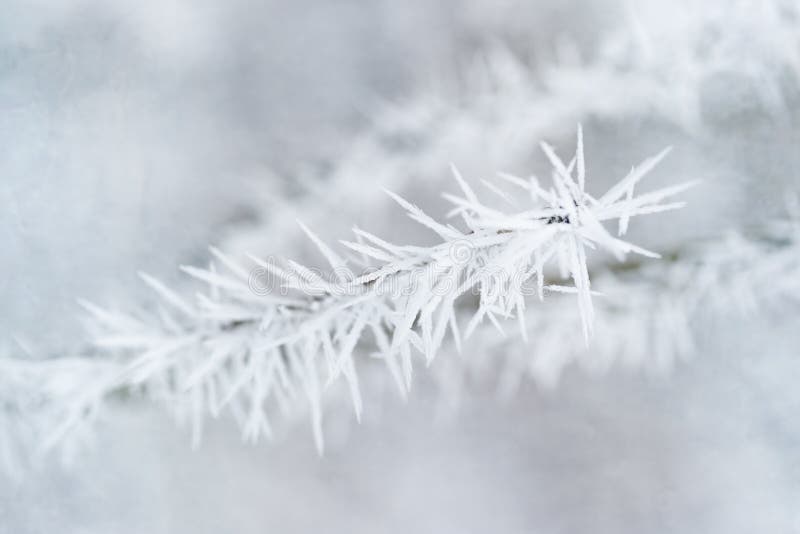 Twig Covered with Ice Crystals Stock Image - Image of brown, decoration ...