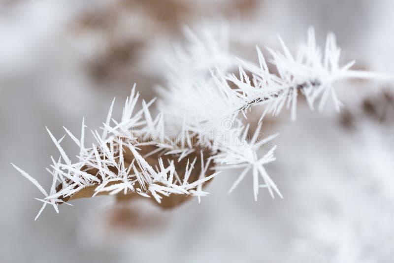 Twig Covered with Ice Crystals Stock Image - Image of frosted, freezing ...