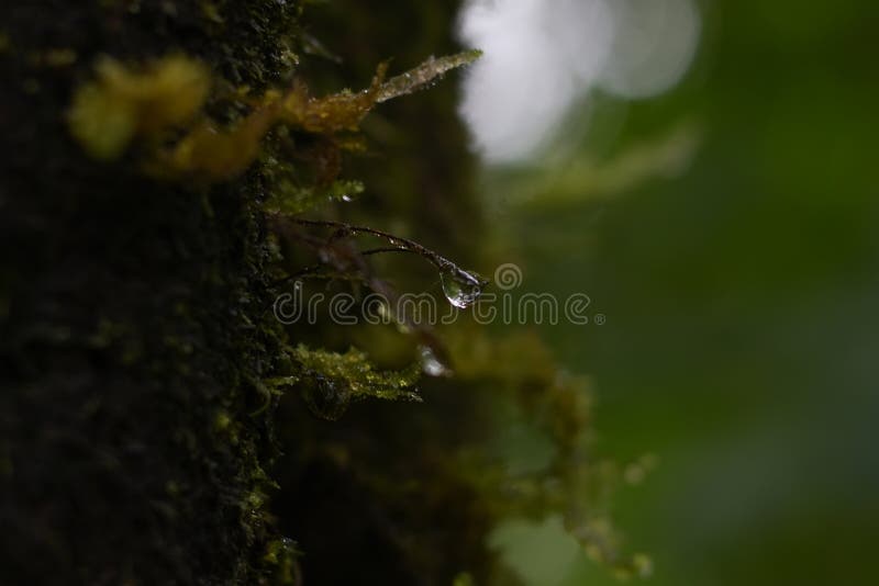 Twig with a Drop of Water on Green Nature Blurred Background Stock ...