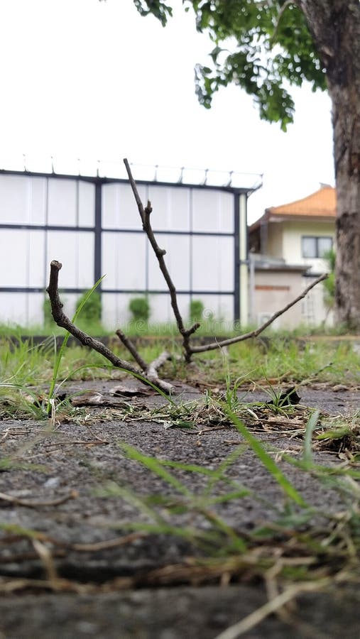A Twig Fell Out of a Tree in the Afternoon Stock Photo - Image of tree ...