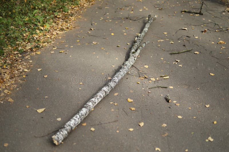A Twig Fell on the Path. the Stick is Lying in the Road Stock Image ...