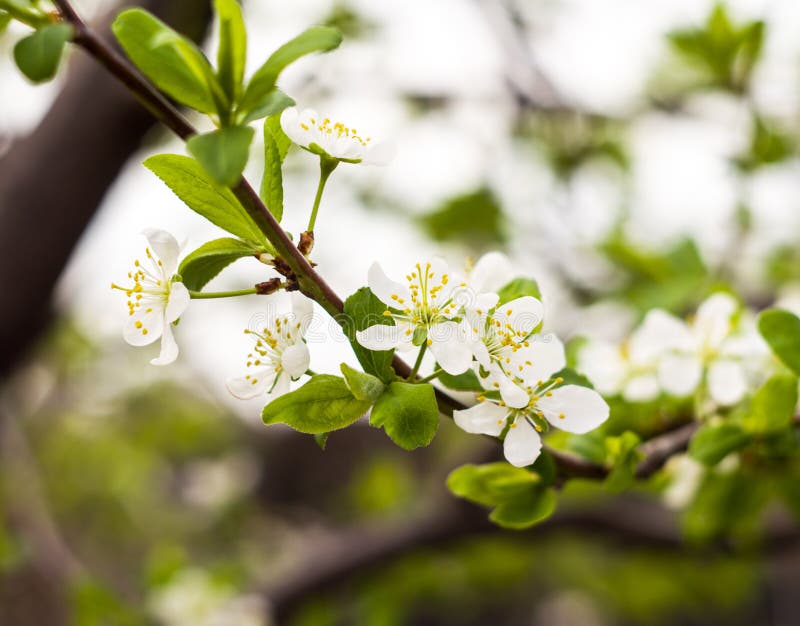 Twig Flowering Tree Closeup 2 Stock Photo - Image of apricot, leaf ...