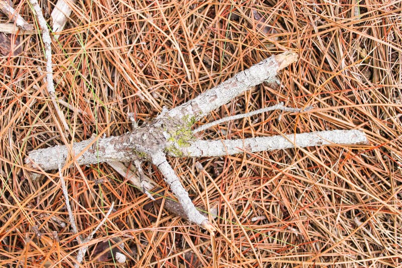 Twig Forest Background stock image. Image of pattern - 87306829