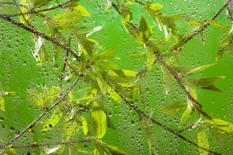 Twig with Fresh Spring Leaves after Rain Stock Image - Image of green ...