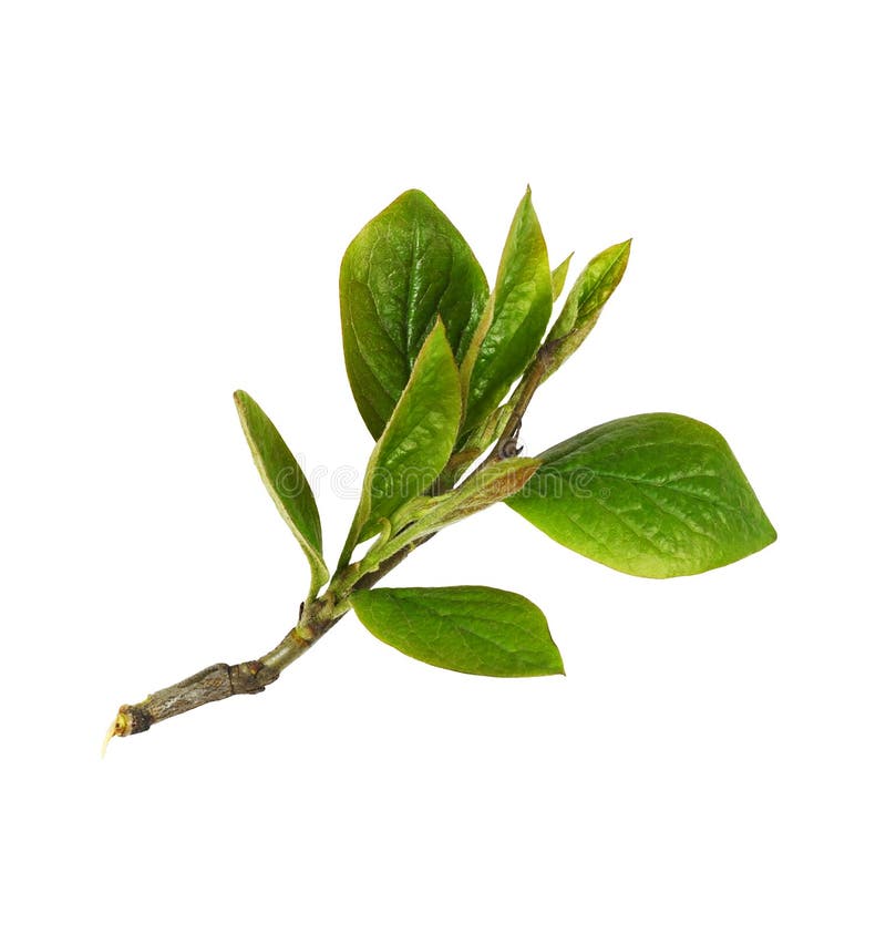 Twig with green leaves stock photo. Image of chit, leaf - 189936404