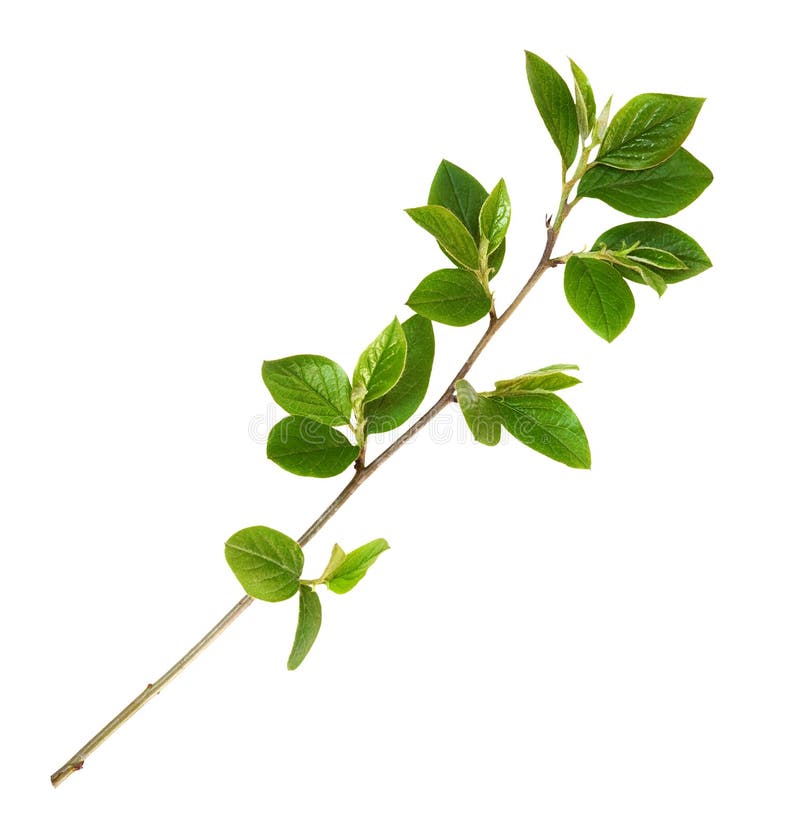 Twig with Green Leaves Isolated Stock Image - Image of springtime ...