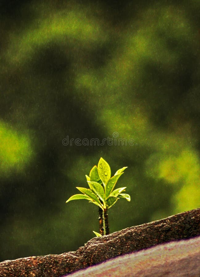 Twig stock image. Image of grass, rock, trees, mountain - 80962395