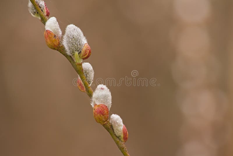 Twig with Hairy White Catkins of a Grey Willow Tree Stock Photo - Image ...