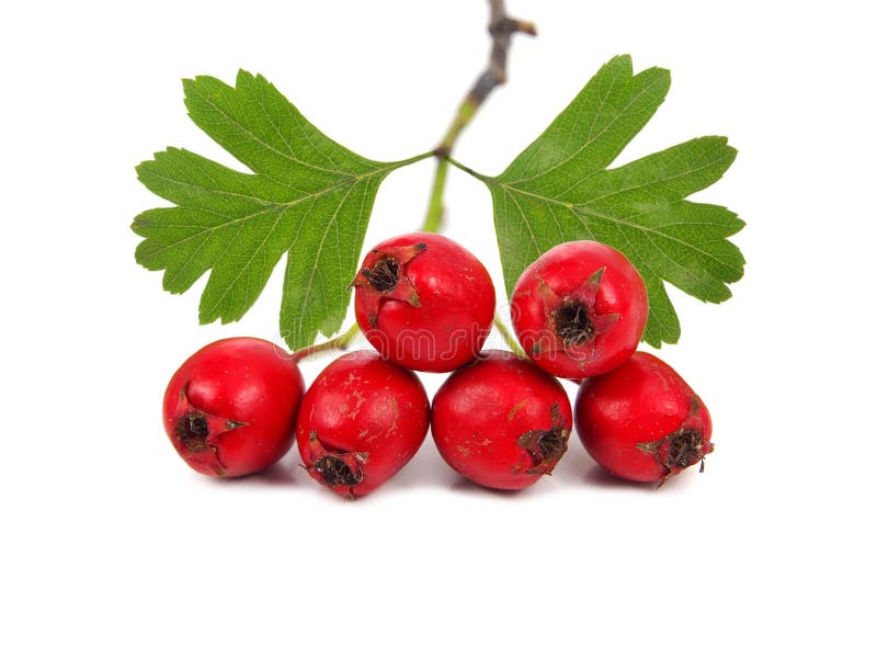 Twig of Hawthorn berries stock image. Image of crataegus - 58206859
