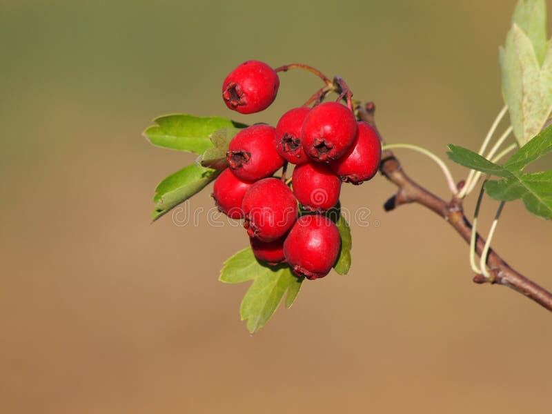 Twig of Hawthorn with Ripe Red Berries Stock Image - Image of healthy ...