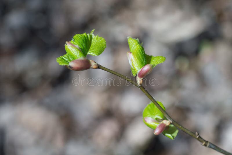 Twig of Hazel with Fresh Young Green Leaves in Spring Stock Image ...