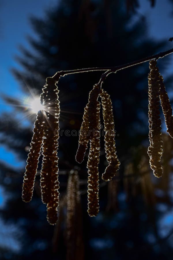 Twig of Hazel Tree Against the Sun on a Sunny Spring Day Stock Image ...