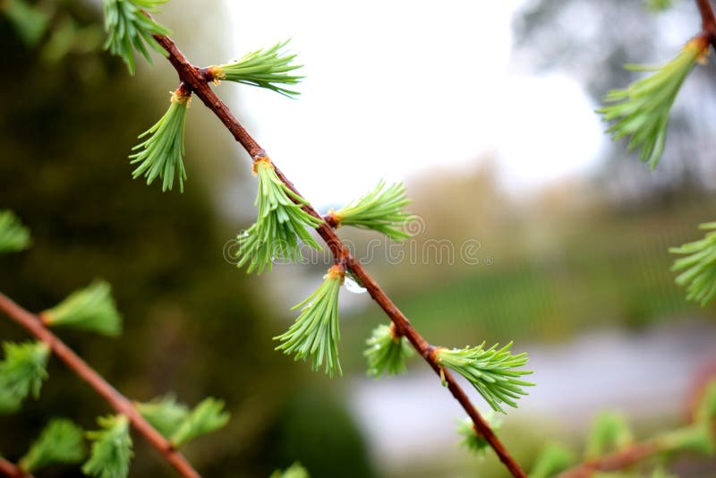Twig of larch stock photo. Image of twig, larch, rain - 90618152