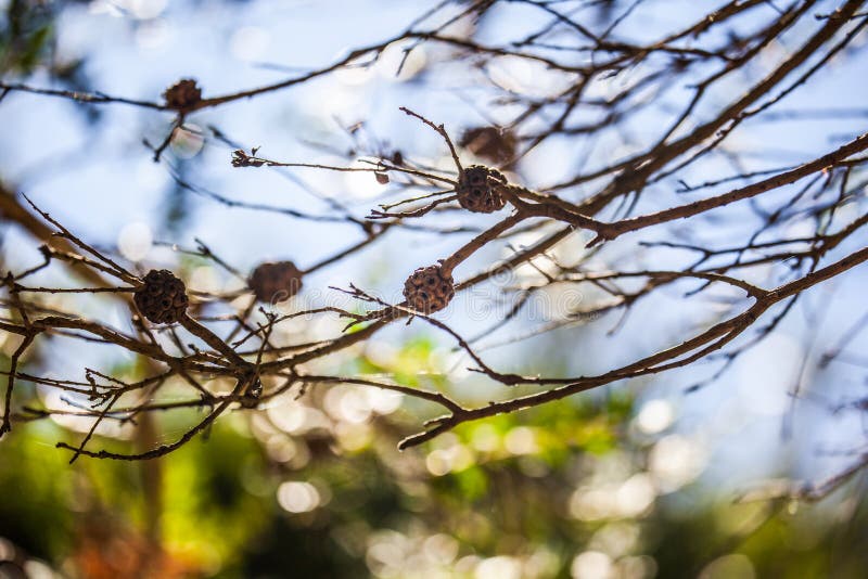 Dry twig in nature stock image. Image of design, floral - 94426057