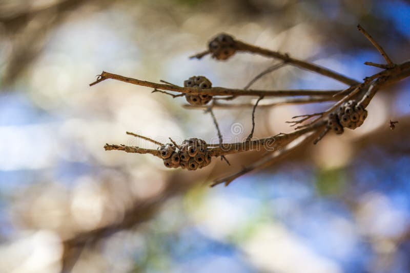 Dry twig in nature stock image. Image of organic, beautiful - 94426073
