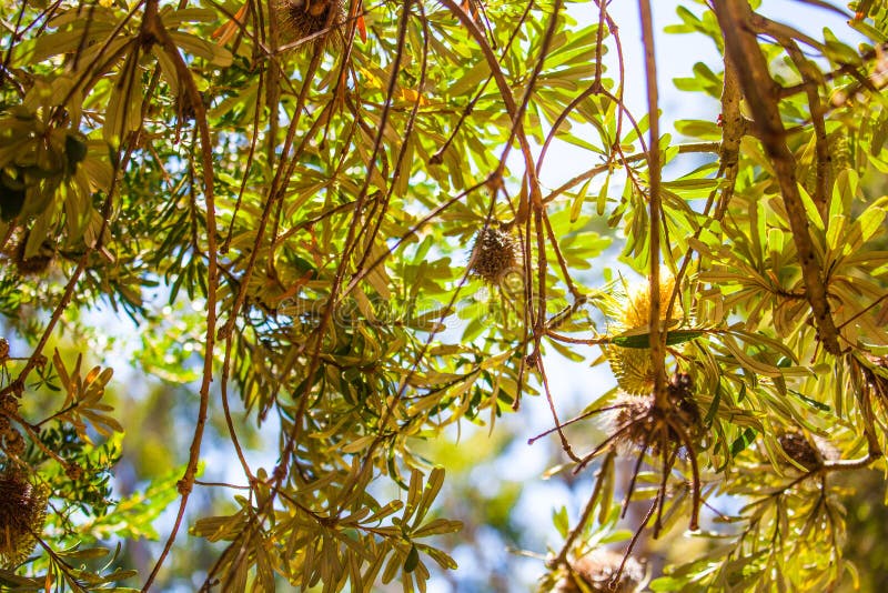 Twig in nature stock photo. Image of organic, beautiful - 94426110