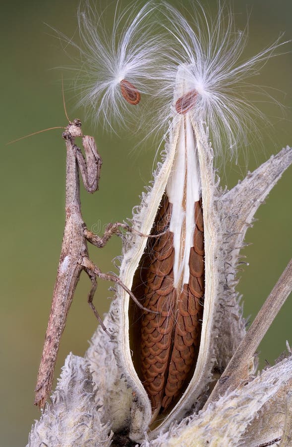 African Twig Mantis Stock Photos - Free & Royalty-Free Stock Photos ...