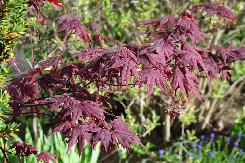 Twig of a Maple Tree with Red Leaves and Flowers Stock Image - Image of ...