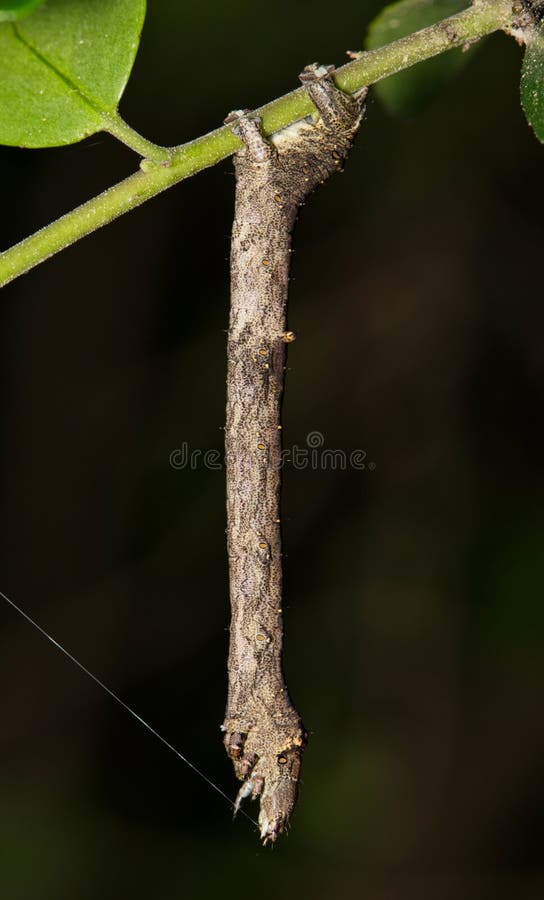 Caterpillar Lytrosis Stock Photos - Free & Royalty-Free Stock Photos ...